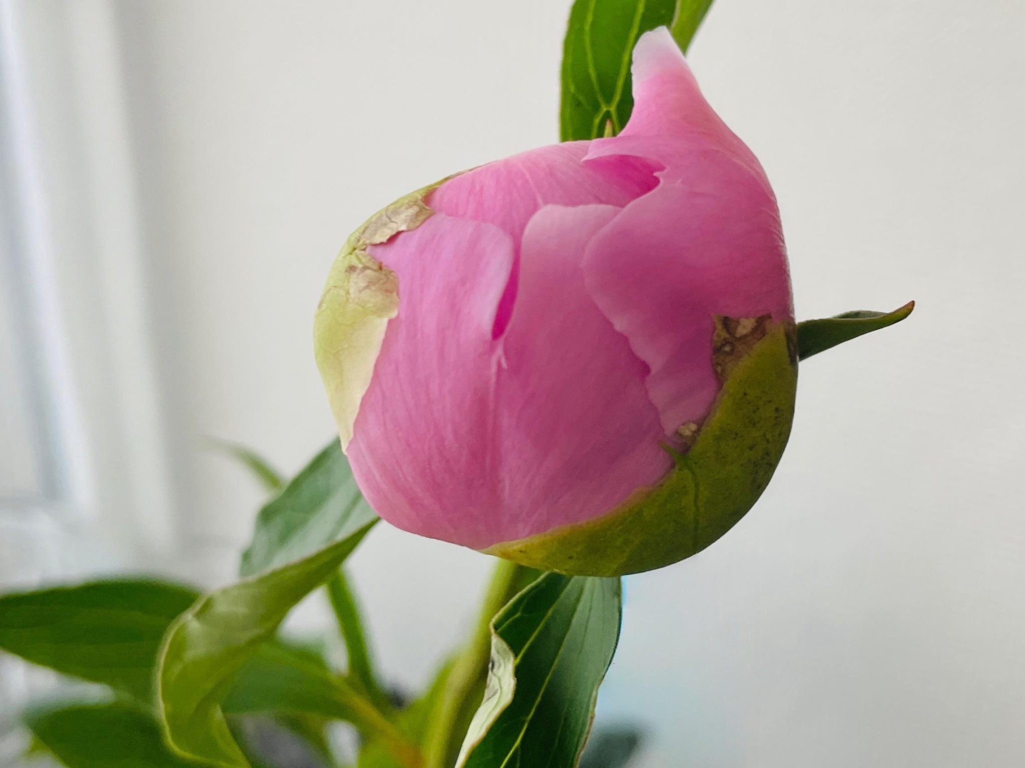 期限にドキドキしません？. vol.6009 - ngoro-ngoro